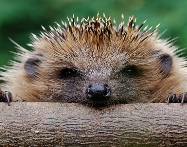 Join the Hedgehog Friendly Campus working group